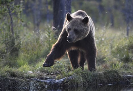 Maa- ja metsätalousministeriö vahvisti: Näin monta karhua saa Suomessa ...