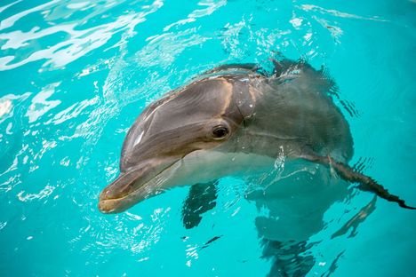 Särkänniemen delfinaarion alkuperäisasukas Veera-delfiini kuoli ...