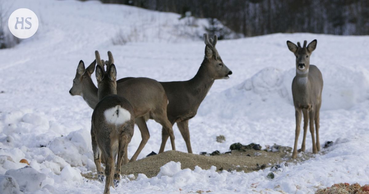 Riista kuvastaa sitä ympäristöä, jossa se elää | HS.fi