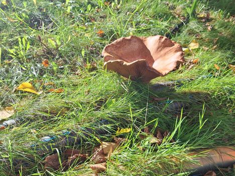 Tämä sieni näyttää houkuttelevalta, mutta älä ikinä syö sitä