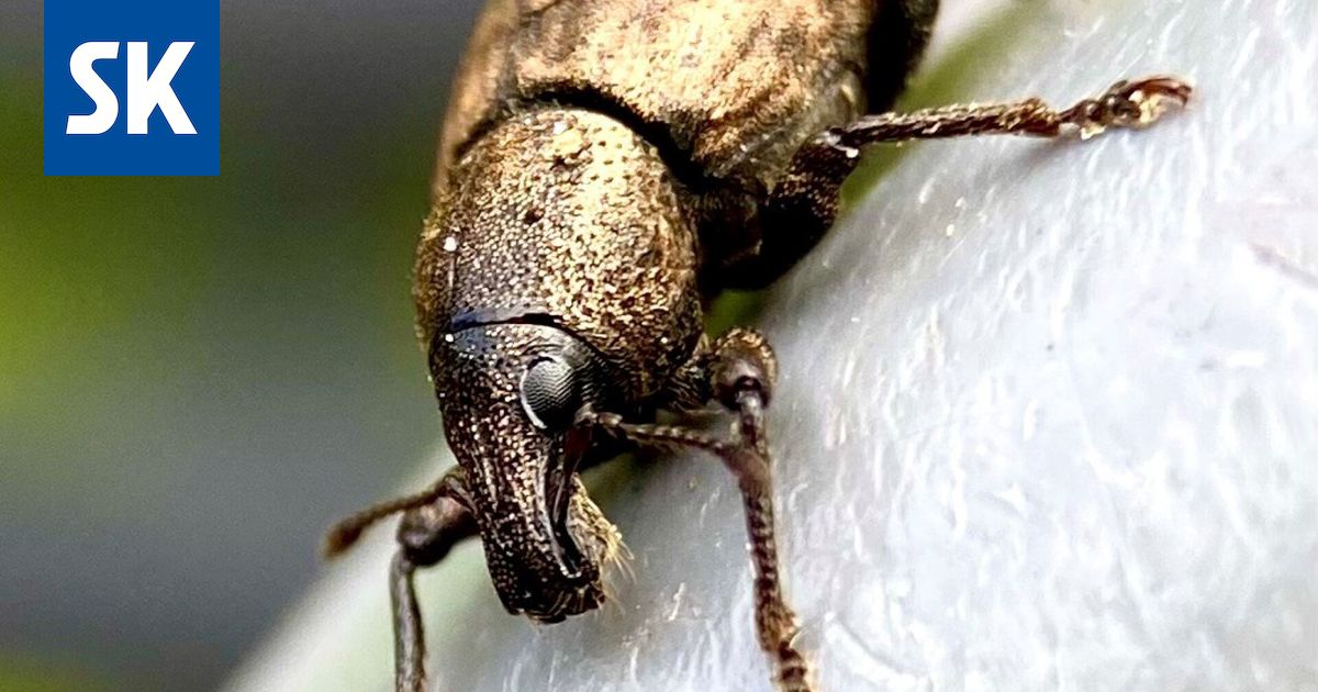 ”Olen aika kyllästynyt katselemaan kikkeli kaarella kuseskelevia miehiä ...