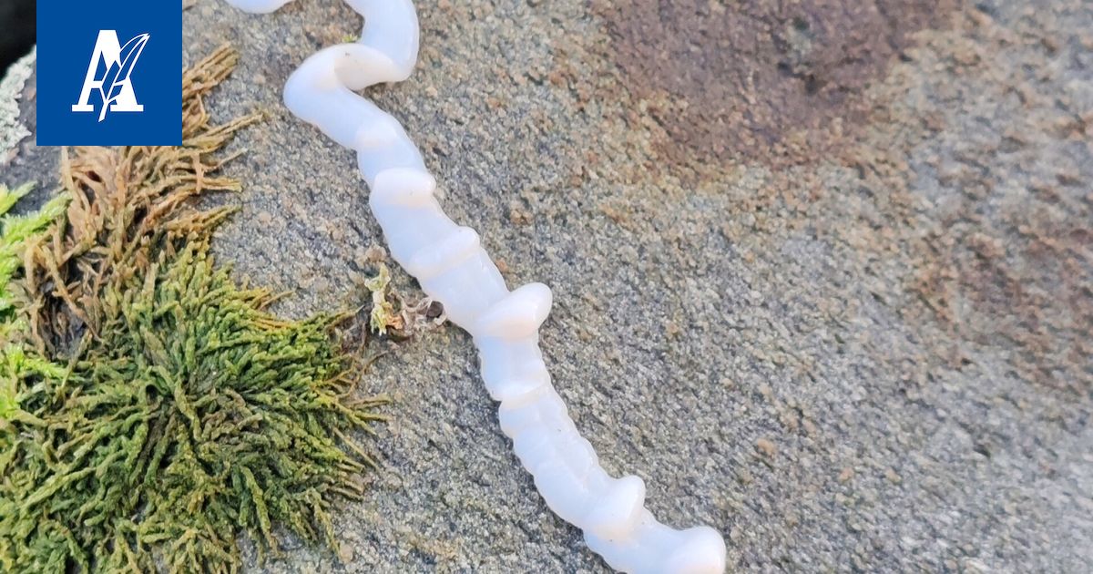 Limainen loinen pötkötti kivellä Kangasalla – Pituutta oli jopa 20 ...