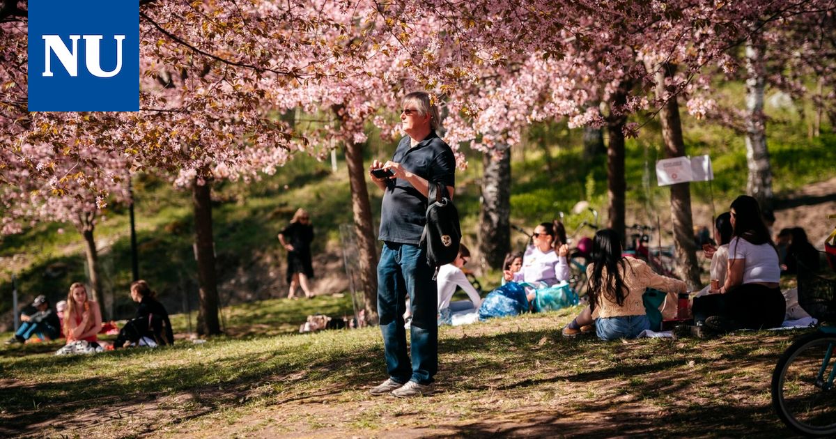 Kirsikkapuisto vei voiton Nokian kaupungin äänestyksessä - Nokian Uutiset