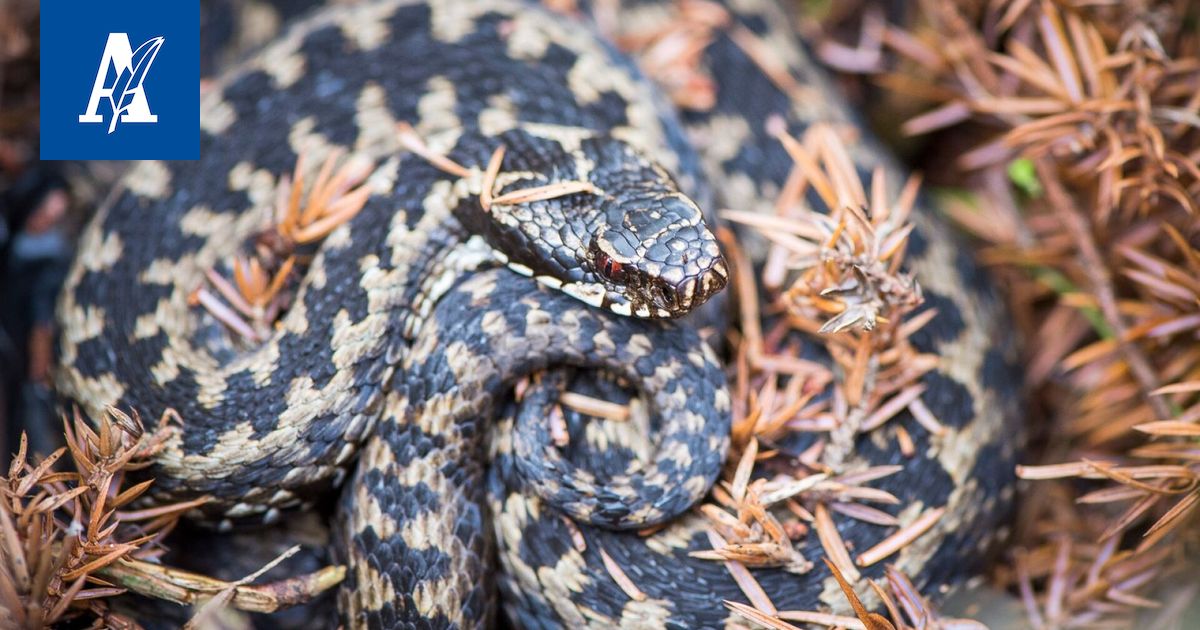 Kevään myötä myös kyyt ovat heränneet horroksesta – Asiantuntija kertoo ...