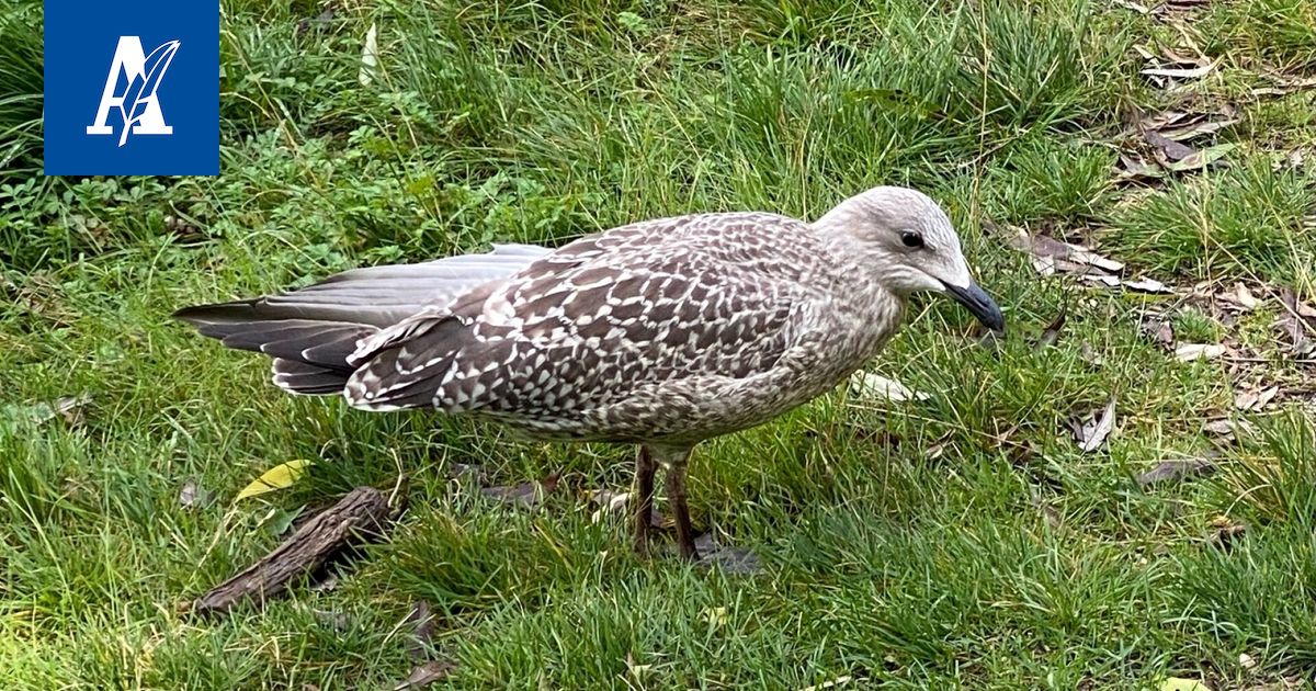 Hervannassa Tampereella nähtiin kummallisen näköinen kirjava lintu ...