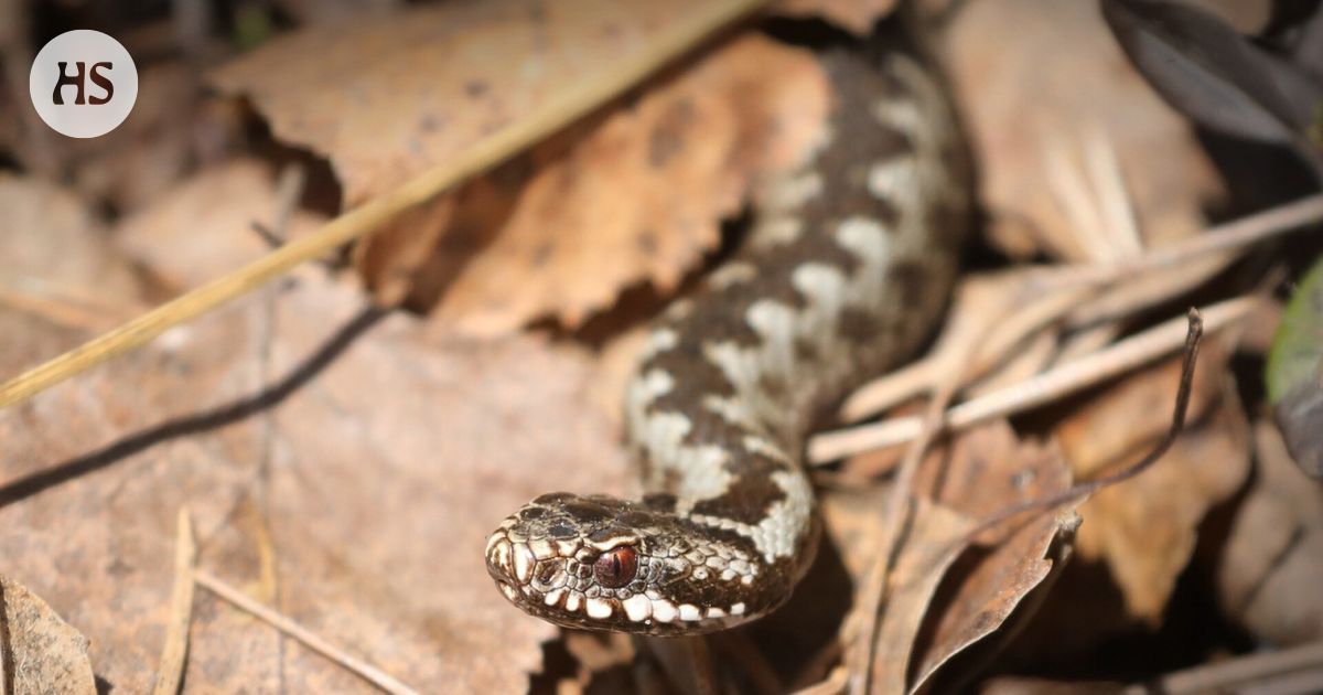 Kyyt luikertelevat nyt esiin koloistaan | HS.fi