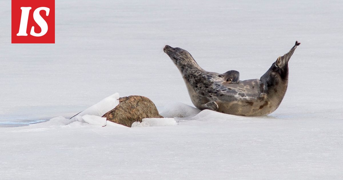 Norppalive alkoi taas - Ilta-Sanomat