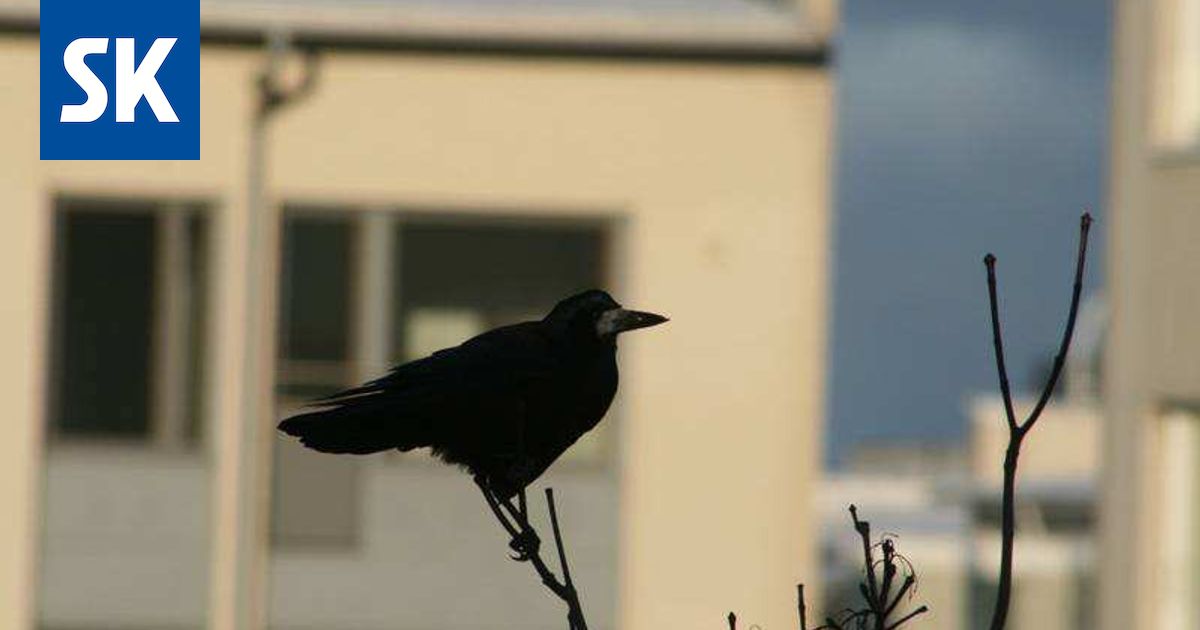 Varma porilainen kevään merkki: Ensimmäinen mustavaris bongattu ...