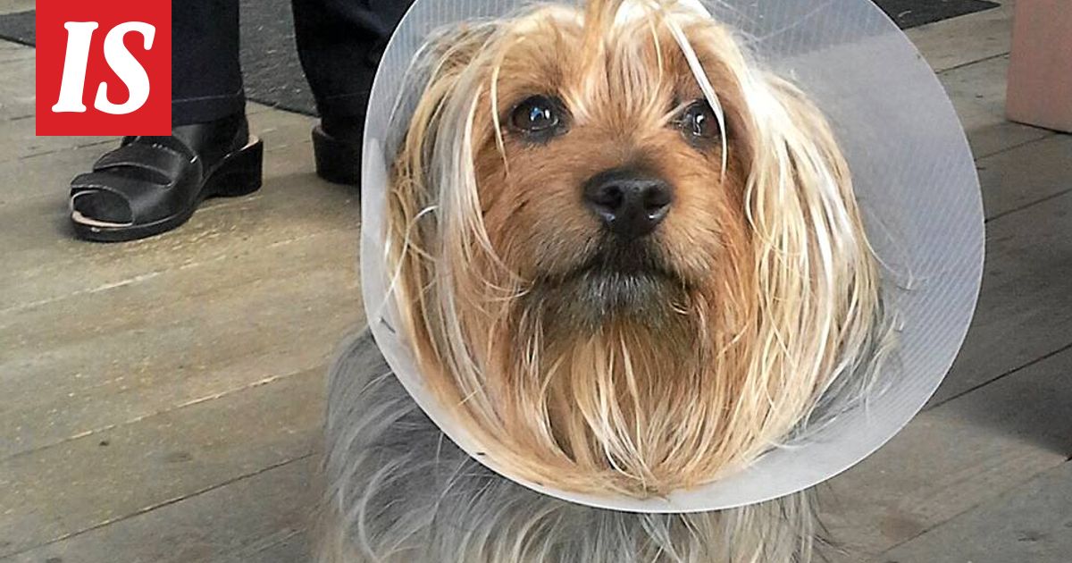 Iso koira hyökkäsi arvokoiran kimppuun - "Ravisteli ja heitteli ilmaan ...