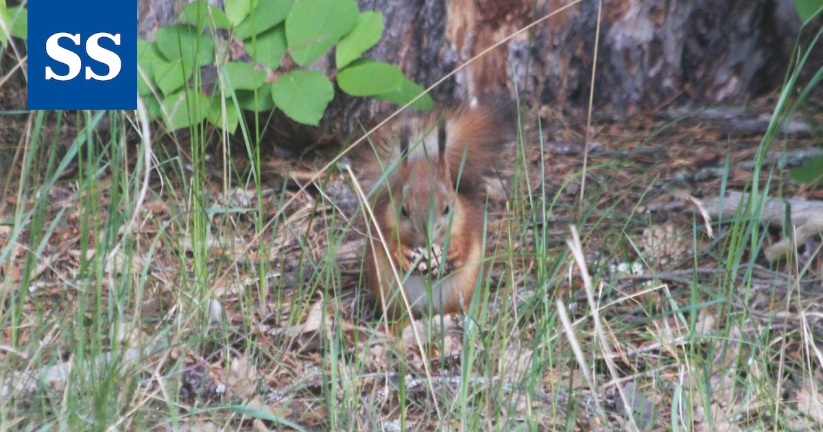 Orava näki tilaisuutensa tulleen, kun ovi oli tuuletuksen ajan auki ...