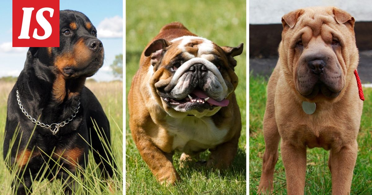Näitä koiria Kennelliiton asiantuntija ei ottaisi - Ilta-Sanomat