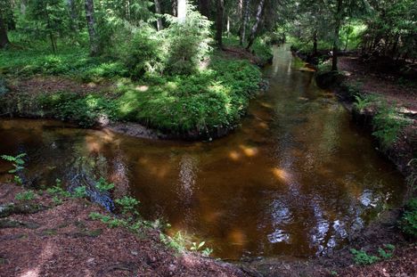 Ilmari Valovirta kertoo, millaisia raakut eli jokihelmisimpukat ovat ...
