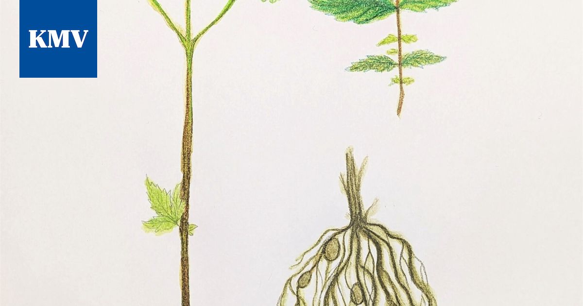 Mesiangervo (Filipendura ulmaria) – Luonnon tulehduskipulääke - KMV-lehti