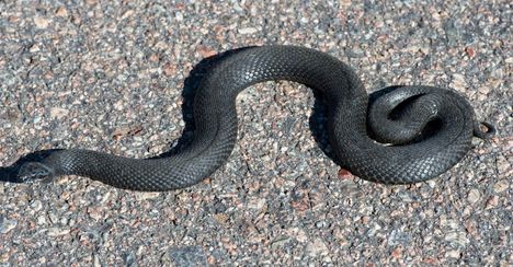 Teollisuushalliin luikerrellut kutsumaton vieras aiheutti hälytyksen ...