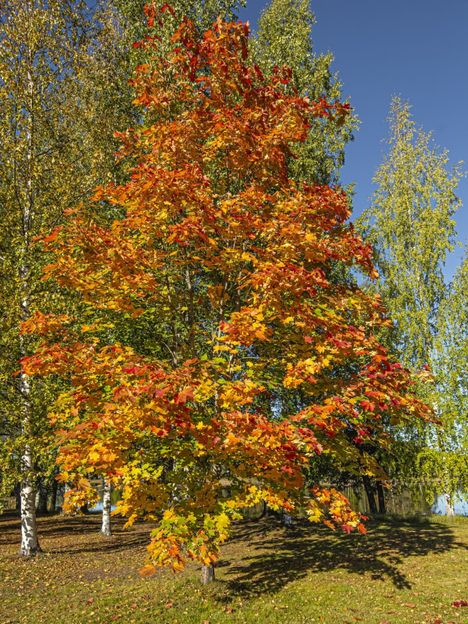 Lukijan kuva: Vaahtera syysväreissä Myllyrannassa - KMV-lehti