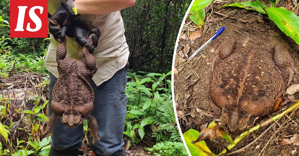 Maailman suurin sammakko löytyi Australiasta - Ilta-Sanomat