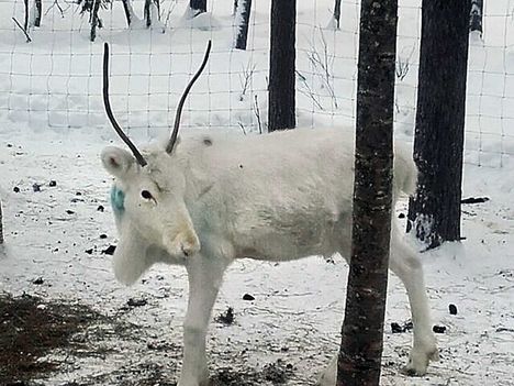 Sodankyläläinen poromies piti lupauksensa: Iivo Niskanen saa valita ...