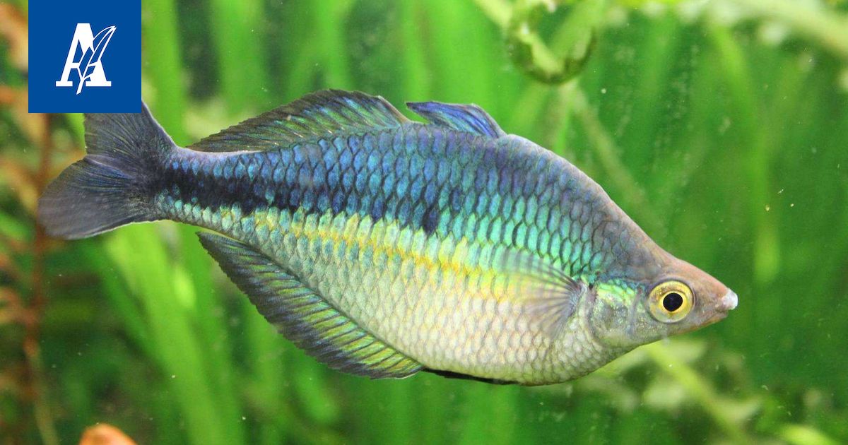 Sukeltajat ja akvaarionomistajat sen jo tiesivätkin – Kalat ovat ...