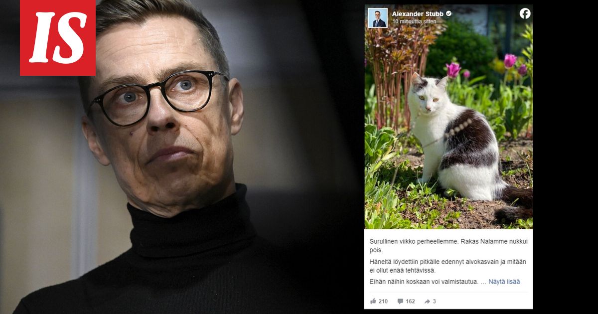 Presidentti Stubbin kissa on kuollut - Ilta-Sanomat