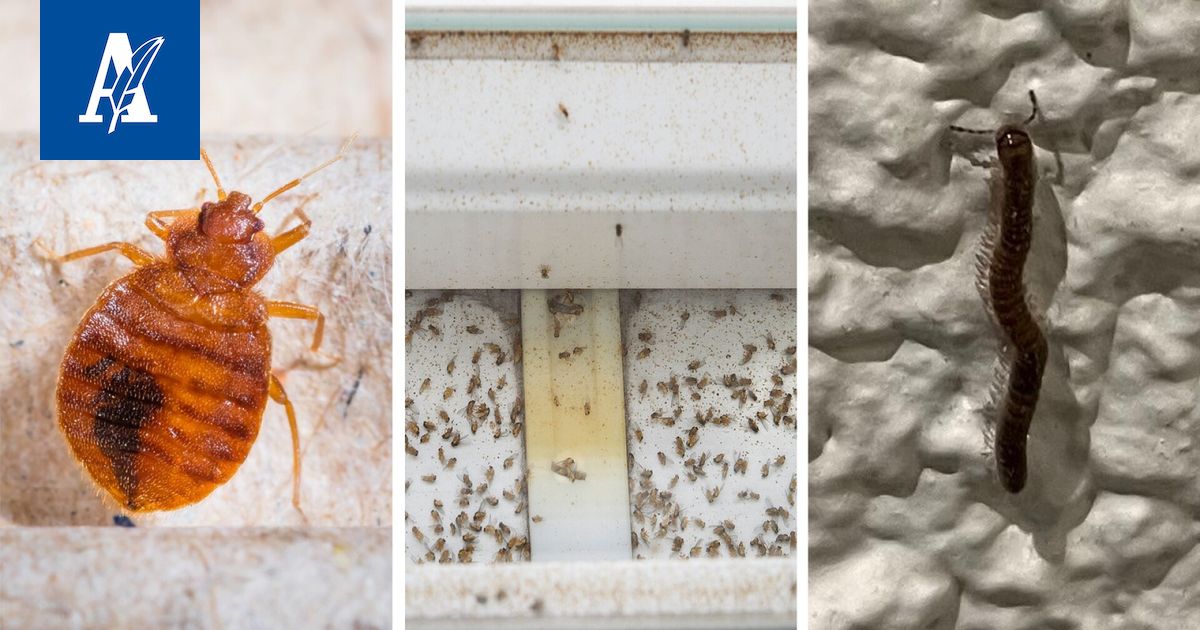 Yök, mitä ötököitä vilistää lattialla? Näin erotat kodin haitalliset ...