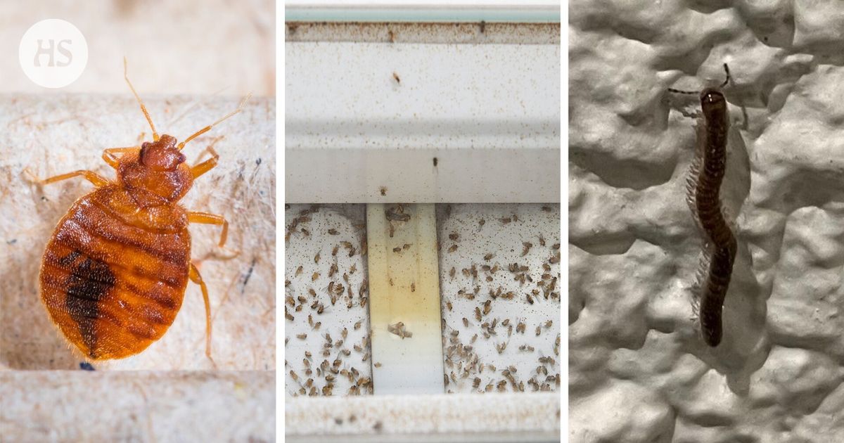 Mistä ötököistä sisällä talossa kannattaa olla huolissaan ja mistä ei ...