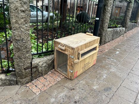 Turun keskustassa liikkuu ahma - Ilta-Sanomat