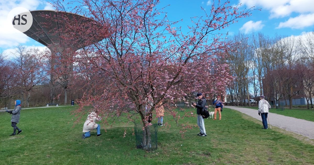 Kirsikkapuu aloitti jo kukintansa Helsingissä ”todella aikaisin” | HS.fi