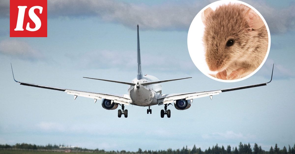 Lentokoneen ateriasta pompsahti esiin hiiri – SAS:n kone joutui ...