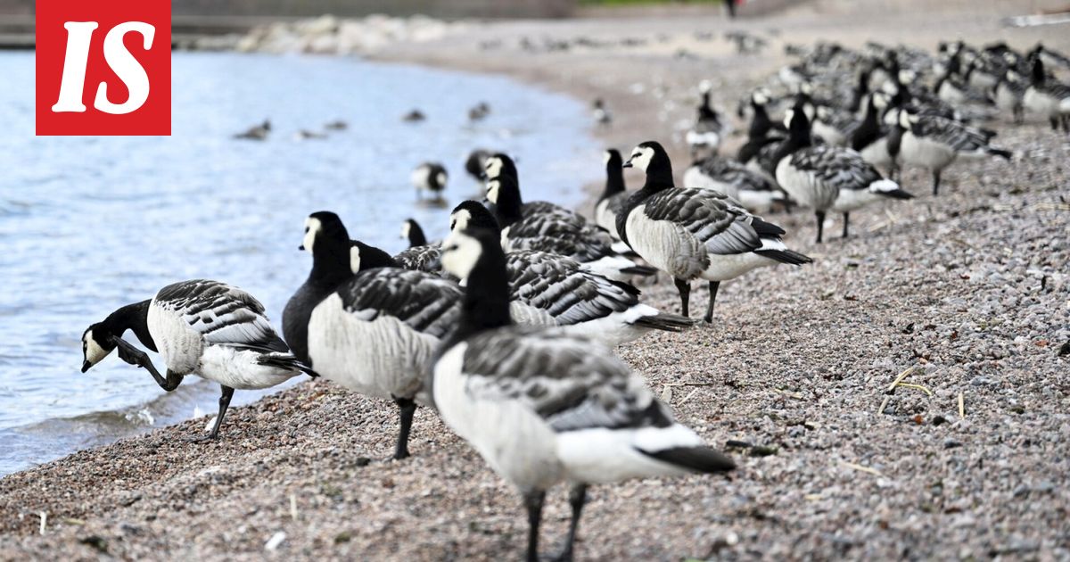 Hallituksessa erimielisyyttä valkoposkihanhien ”pistämisestä pataan ...