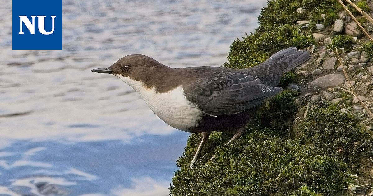 Koskikara on saapunut Siuronkoskelle ja Kauniaisista löytyi harvinaisuus - Nokian Uutiset