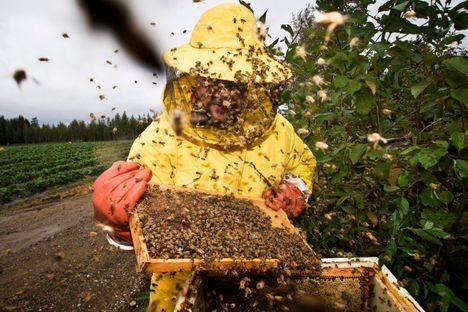 Muistatko legendaarisen ”hunaja-Jussin”? Maajussille morsian -tähti ...