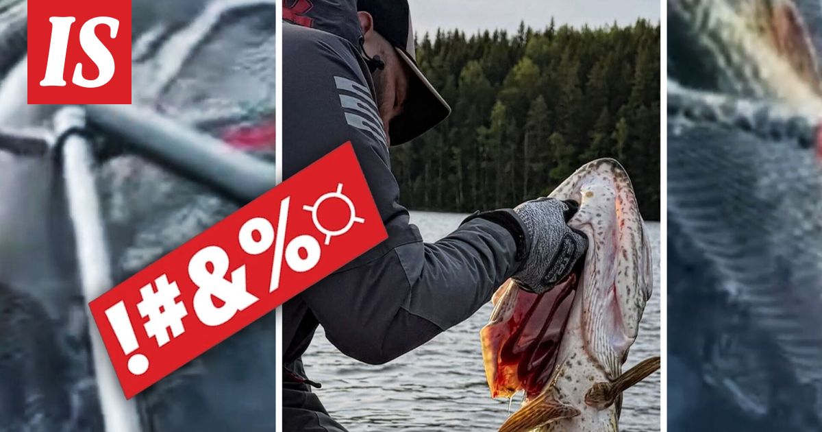 Niko ja Kimi saivat jättimäisen hauen – asiantuntija kertoo, miksi ...