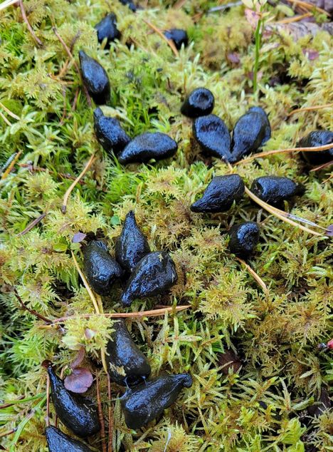 Ulkoilija löysi metsästä pisaranmuotoisia ulosteita