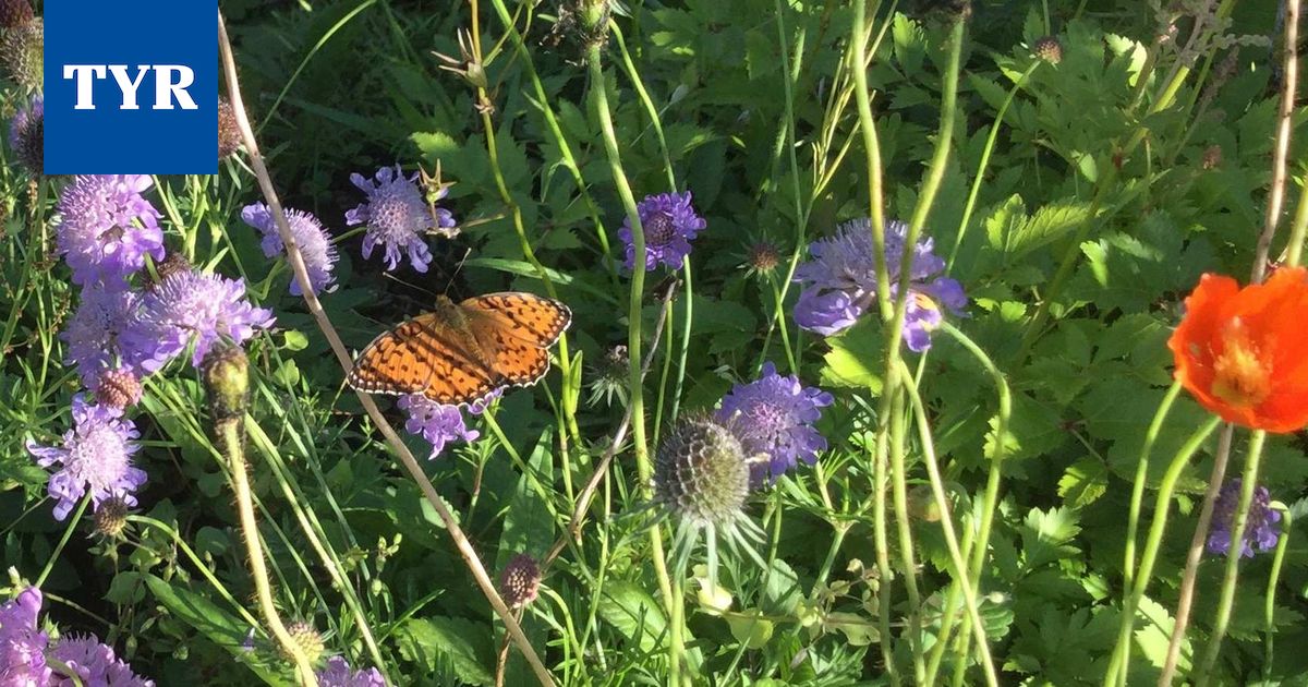 Mikä on tämä kaunis perhonen? kysyy Sinikka Mouhijärveltä - Tyrvään Sanomat