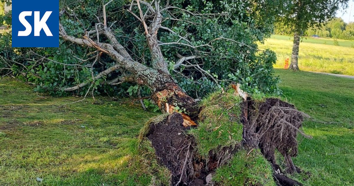 Palokuntaleirillä kaksi puuta kaatui juuri sellaiseen kohtaan, josta ...