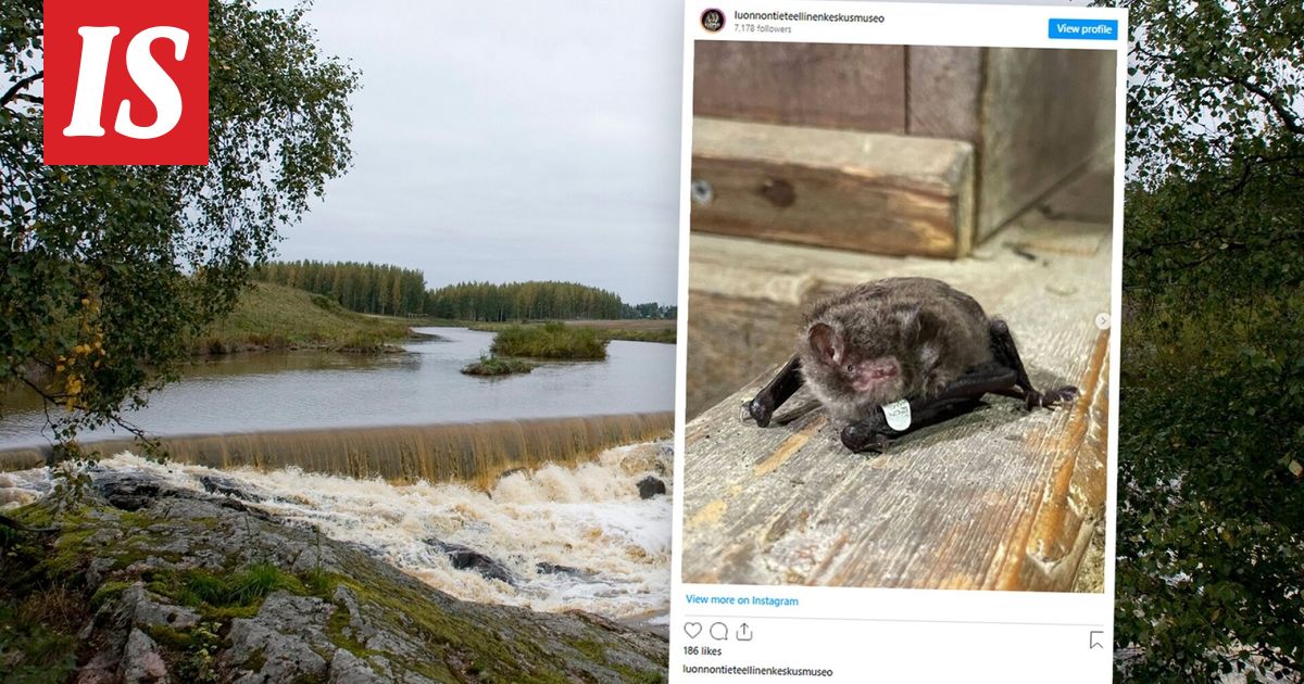 Nautelan Nestori on 20-vuotias lepakko - Ilta-Sanomat