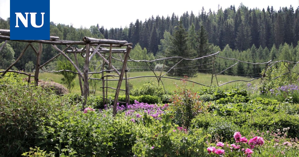 Avoimet puutarhat -tapahtumassa on mukana kaksi kohdetta Nokian Tottijärveltä - Nokian Uutiset