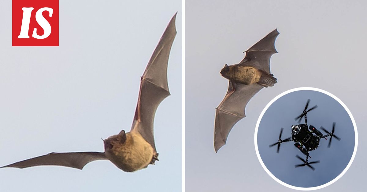 Ensin dronet, sitten valtava lepakko... Lounais-Suomen ilmatilassa levotonta - Ilta-Sanomat