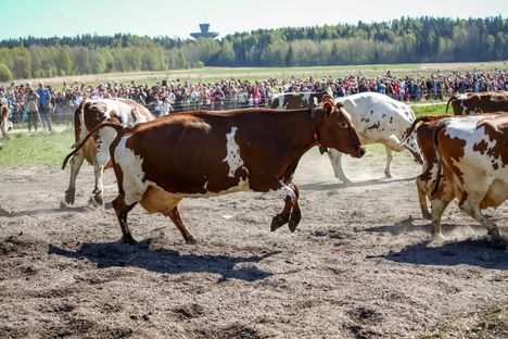 Tuhannet ihmiset halusivat nähdä, kun 60 Viikin lehmää kirmasi ...