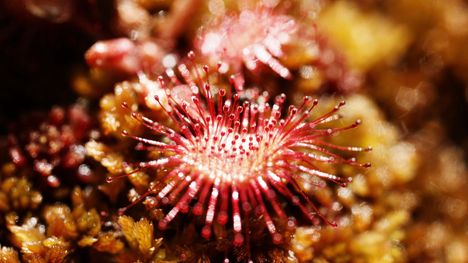 Luonnontuotteet ovat kasvava vienti- ja tuontituote, joita keräämällä ...