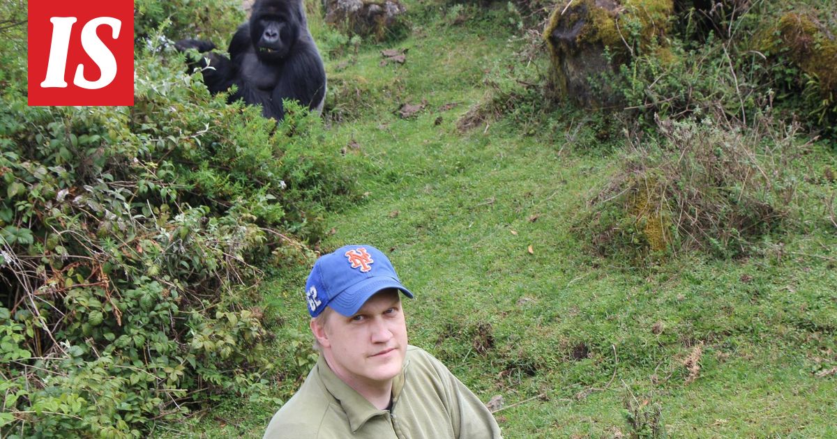 Oulun yliopiston bioarkeologi Juho-Antti Junno tutkii gorillojen luita ...