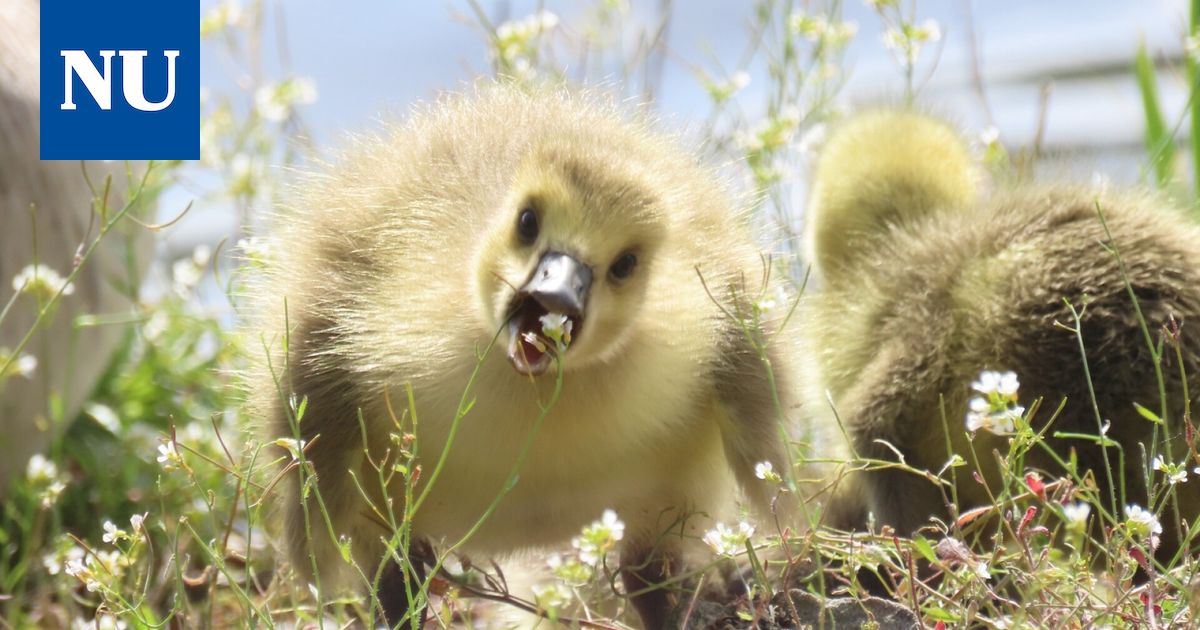Eläinekstra! Koostimme lukijoiden kuvista suuren ja suloisen gallerian - Nokian Uutiset