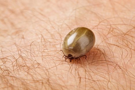 Puutiaisaivokuumetta ehkäisevien rokotusten suosio on nousussa - Ilta ...