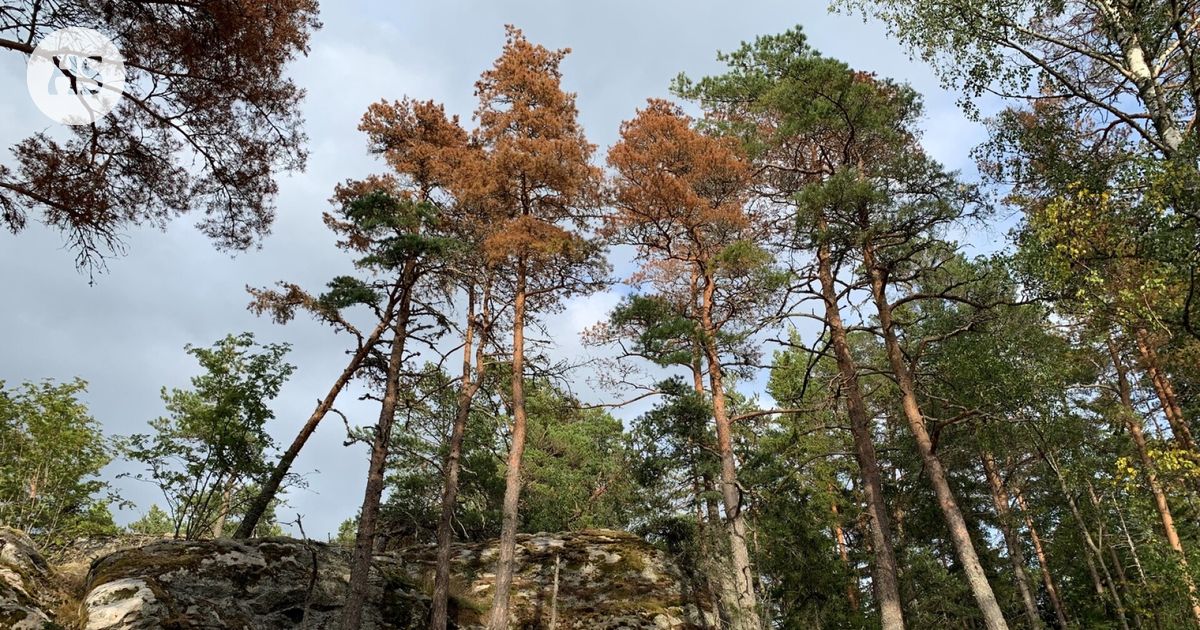 Uusi tauti tappaa saariston mäntyjä – asialla on etelänversosurman ja ...