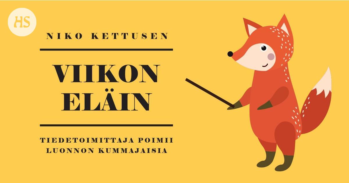Tiedetoimituksen Vuoden Mikrobi: tuhkarokkovirus hyödyntää ...
