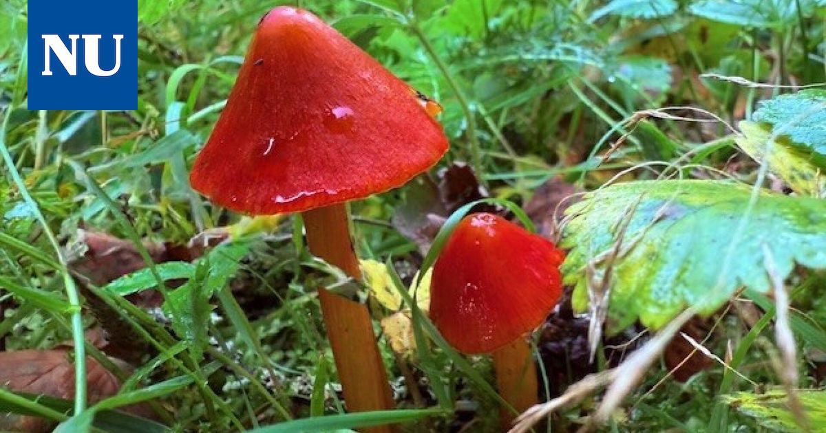 Nokian Uutisten lukijoiden kuvissa syksyn hehkua ja koskettava hetki hautausmaalla - Nokian Uutiset