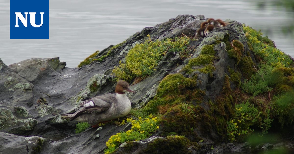 Nokian Uutisten lukijoiden kesäkuvia - Nokian Uutiset