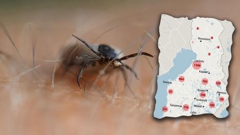 Tuhansia punkkihavaintoja ympäri Suomea - Ilta-Sanomat