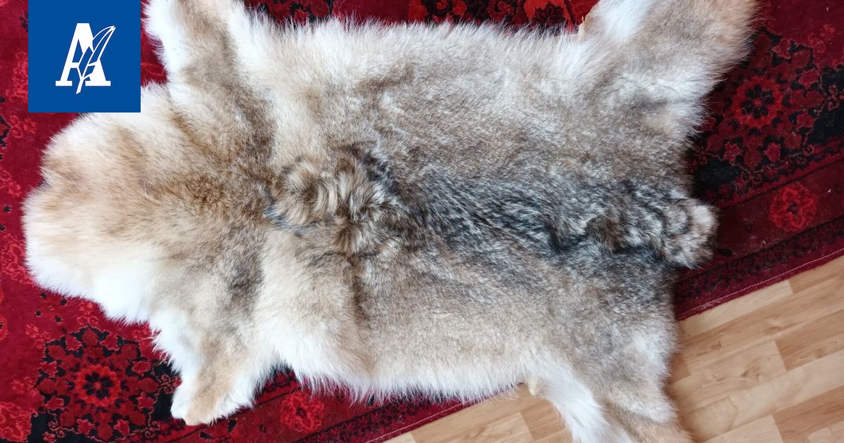 Tamperelainen Rosa Salo teetti koirastaan taljan