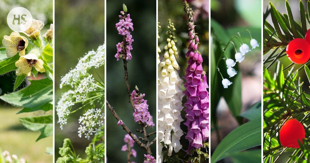 Nämä Suomen luonnosta löytyvät kasvit ovat erittäin myrkyllisiä | HS.fi